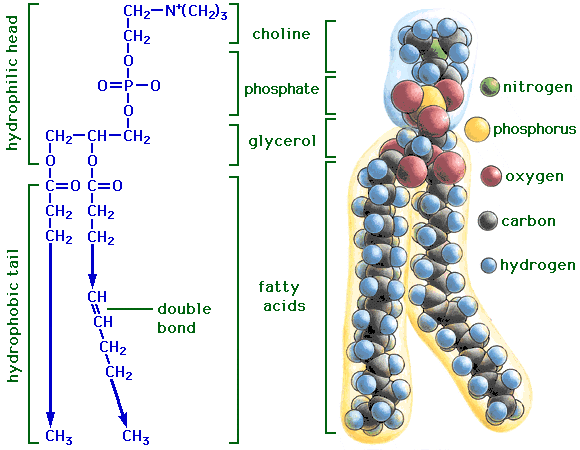Re How Does The Structure Of The Head Of A Phospholipid Give It Polarity 