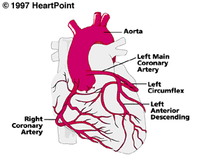Re: what is the smallest artery of the heart?