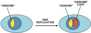 Re: What is the mechanism of Sister Chromatid Exchange