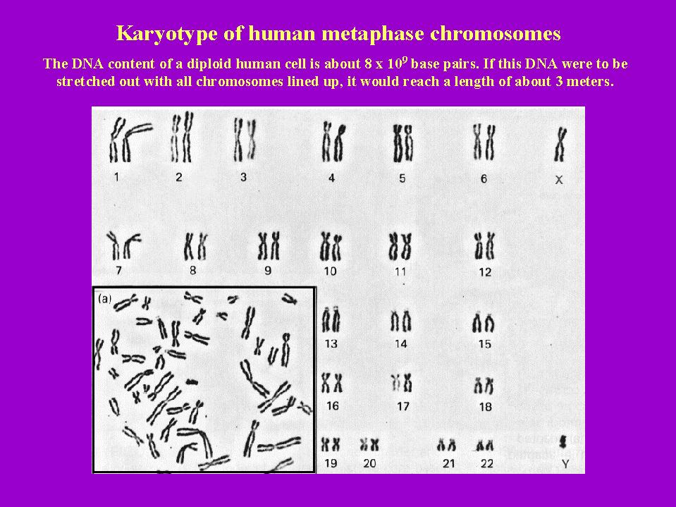 Re What Does Chromosome Mean 