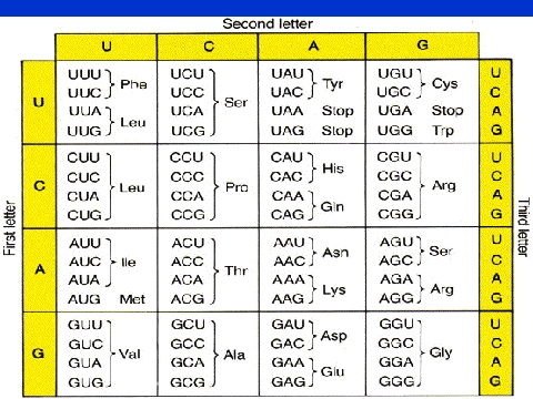 Re: Some questions about protein synthesis...