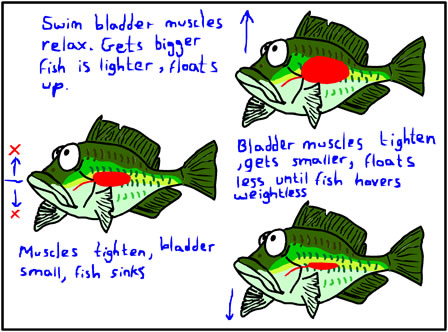Re: Experiments that explain why fish float