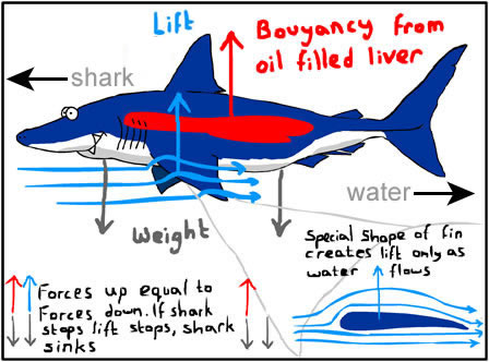Re: Experiments that explain why fish float