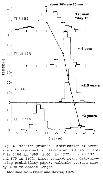 Re: Why can't I find medium sized sand dollars?