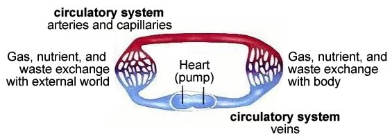 Re: why is the heart the first organ to form during pregnancy?
