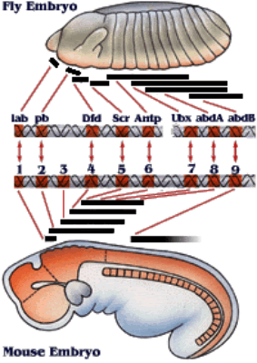 Re: How does our body know where to have certain features?