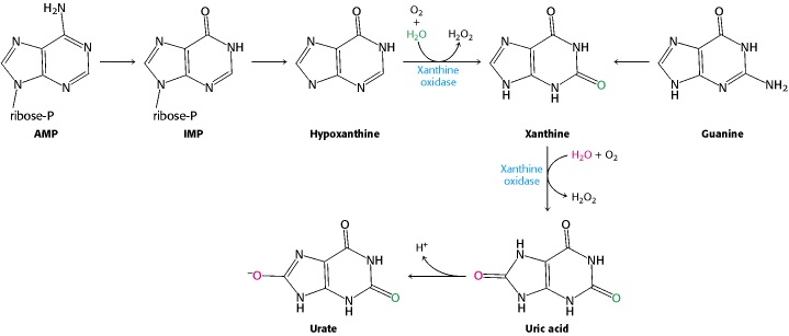 Re: Exactly how is caffeine produced in a plant, like the cacao bean?