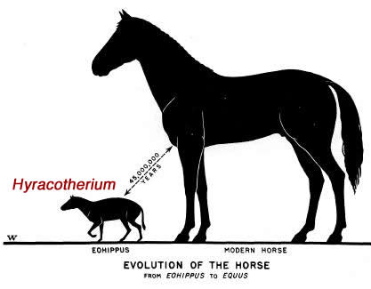 Re: what was Eohippus's habitat enimies food @ the other animals it ...