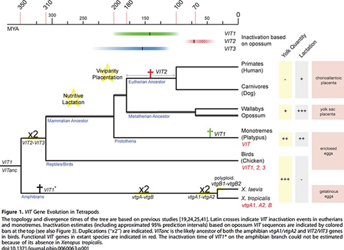Re: Function of stored food in an egg cell of a mammal