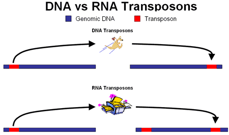 Re: how come all humans have 10% of their dna from the tsetse fly